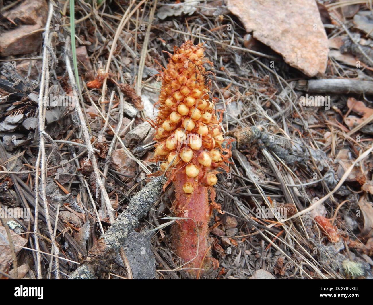 woodland pinedrops (Pterospora andromedea) Plantae Stock Photo - Alamy