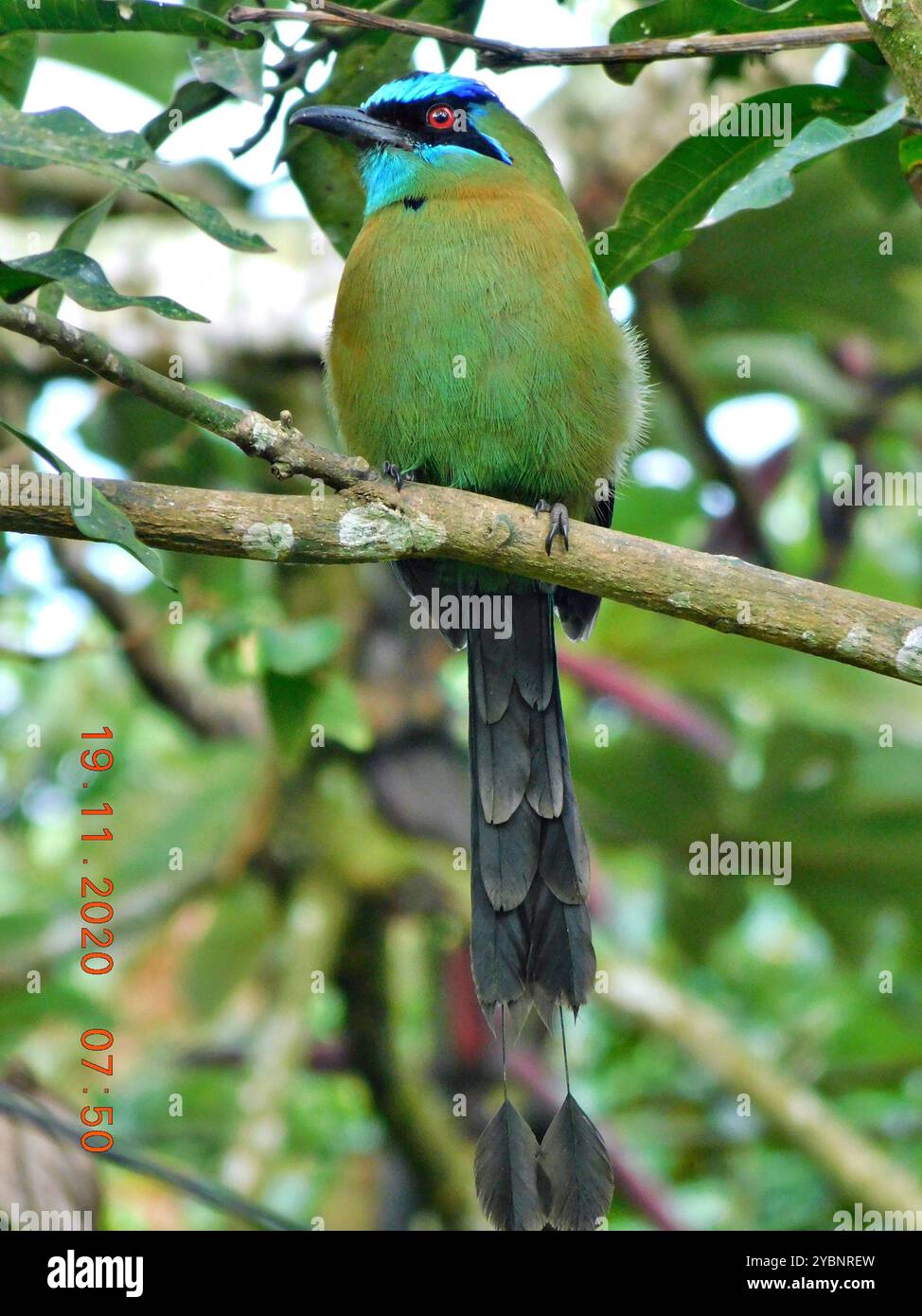 Lessons motmot momotus lessonii hi-res stock photography and images - Alamy