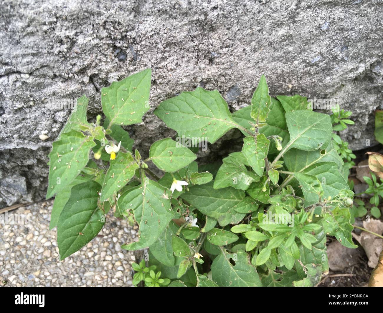 black nightshade (Solanum nigrum) Plantae Stock Photo - Alamy