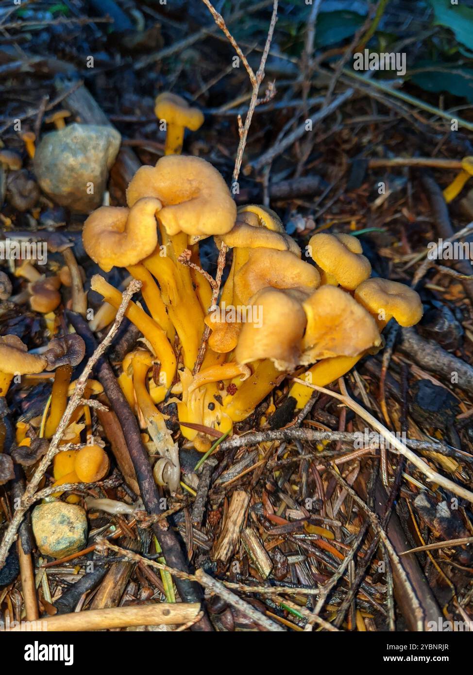 Yellowfoot (Craterellus tubaeformis) Fungi Stock Photo - Alamy