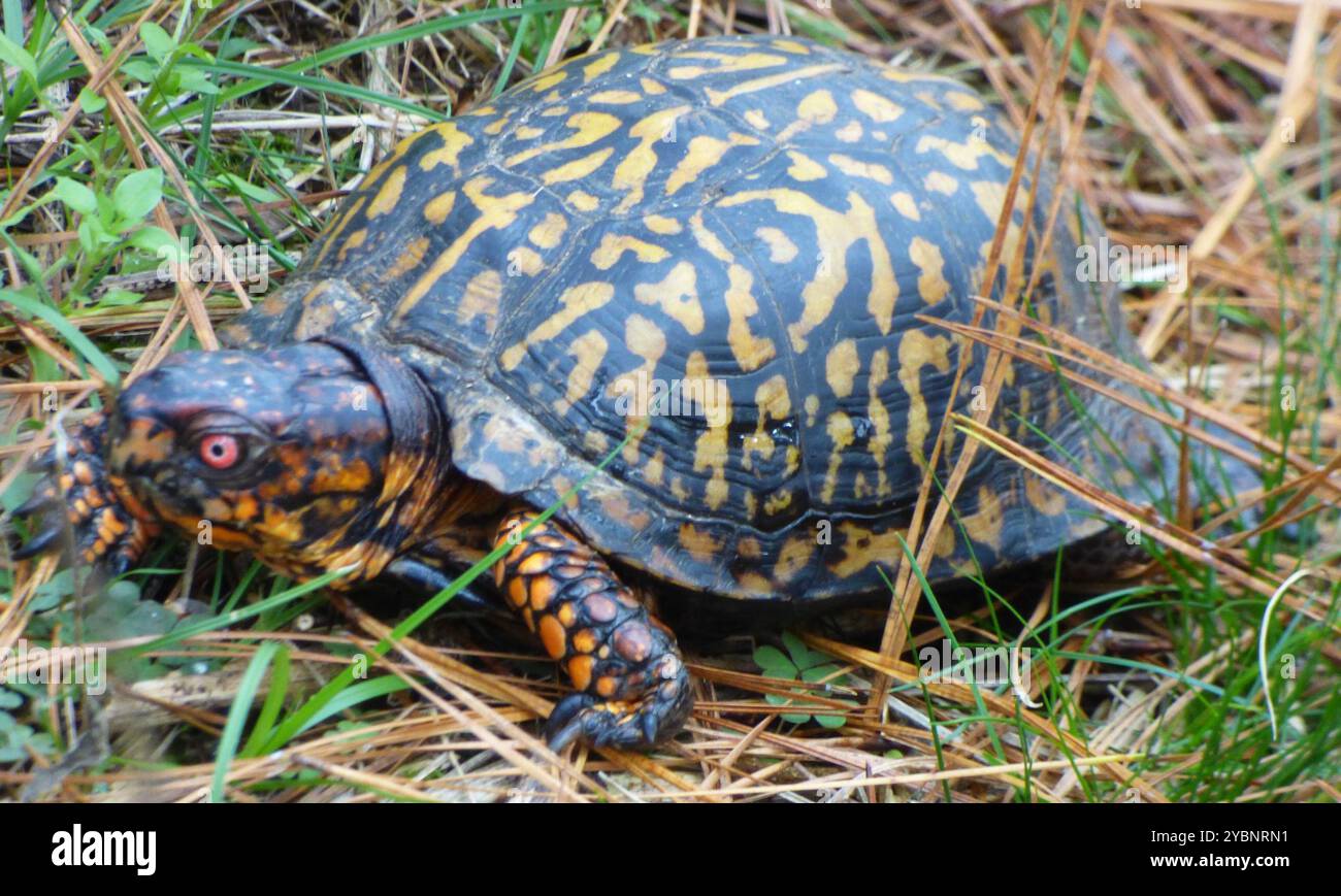 Eastern Box Turtle (Terrapene carolina carolina) Reptilia Stock Photo ...