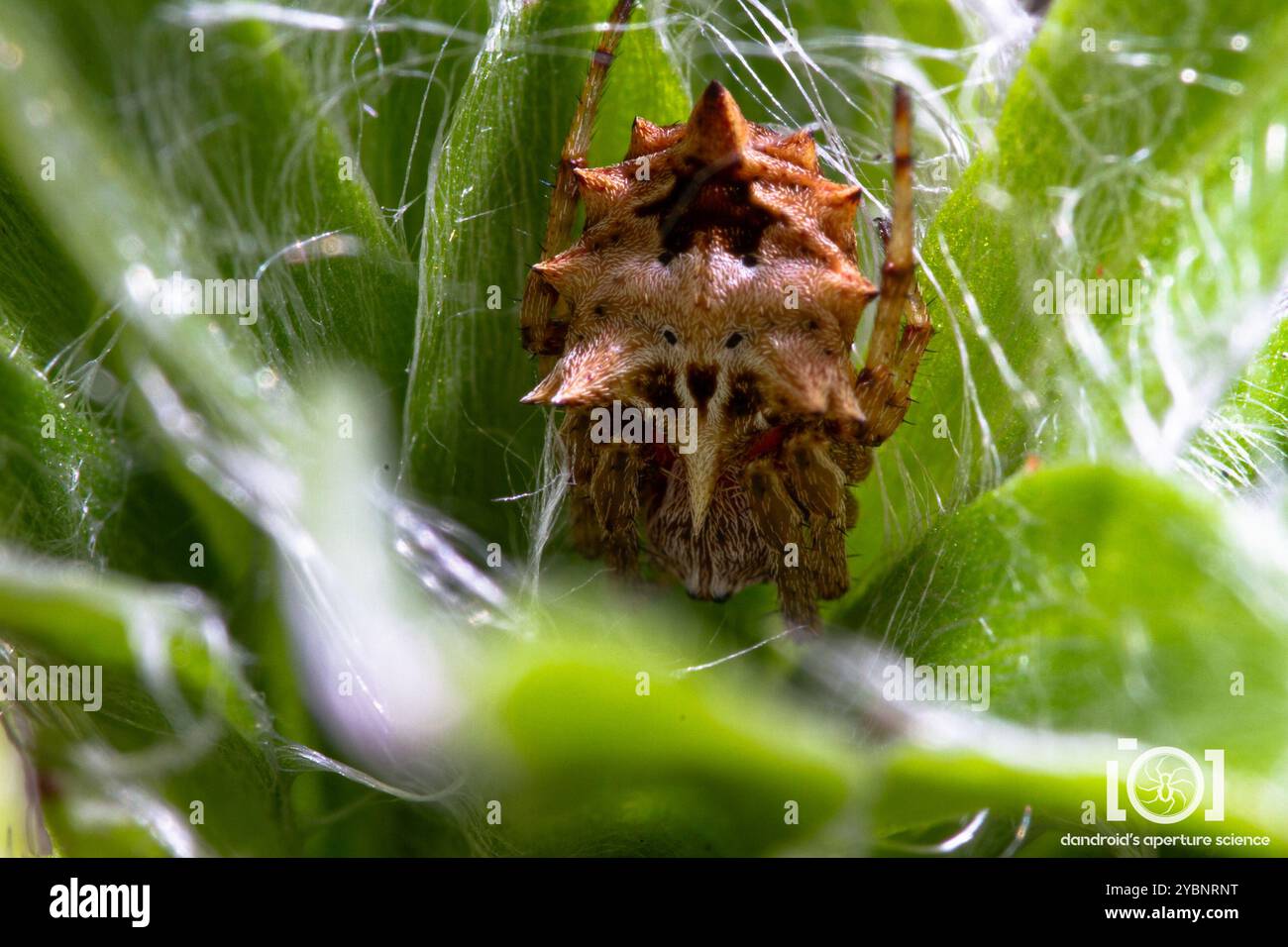 Starbellied Orbweaver (Acanthepeira stellata) Arachnida Stock Photo - Alamy