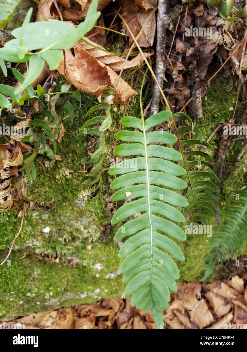 polypody ferns (Polypodium) Plantae Stock Photo - Alamy