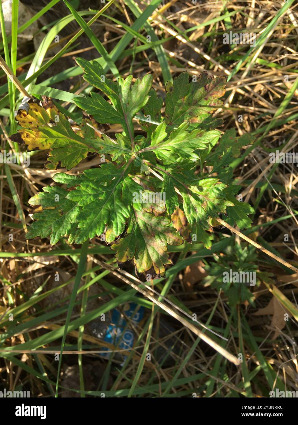 common mugwort (Artemisia vulgaris) Plantae Stock Photo - Alamy