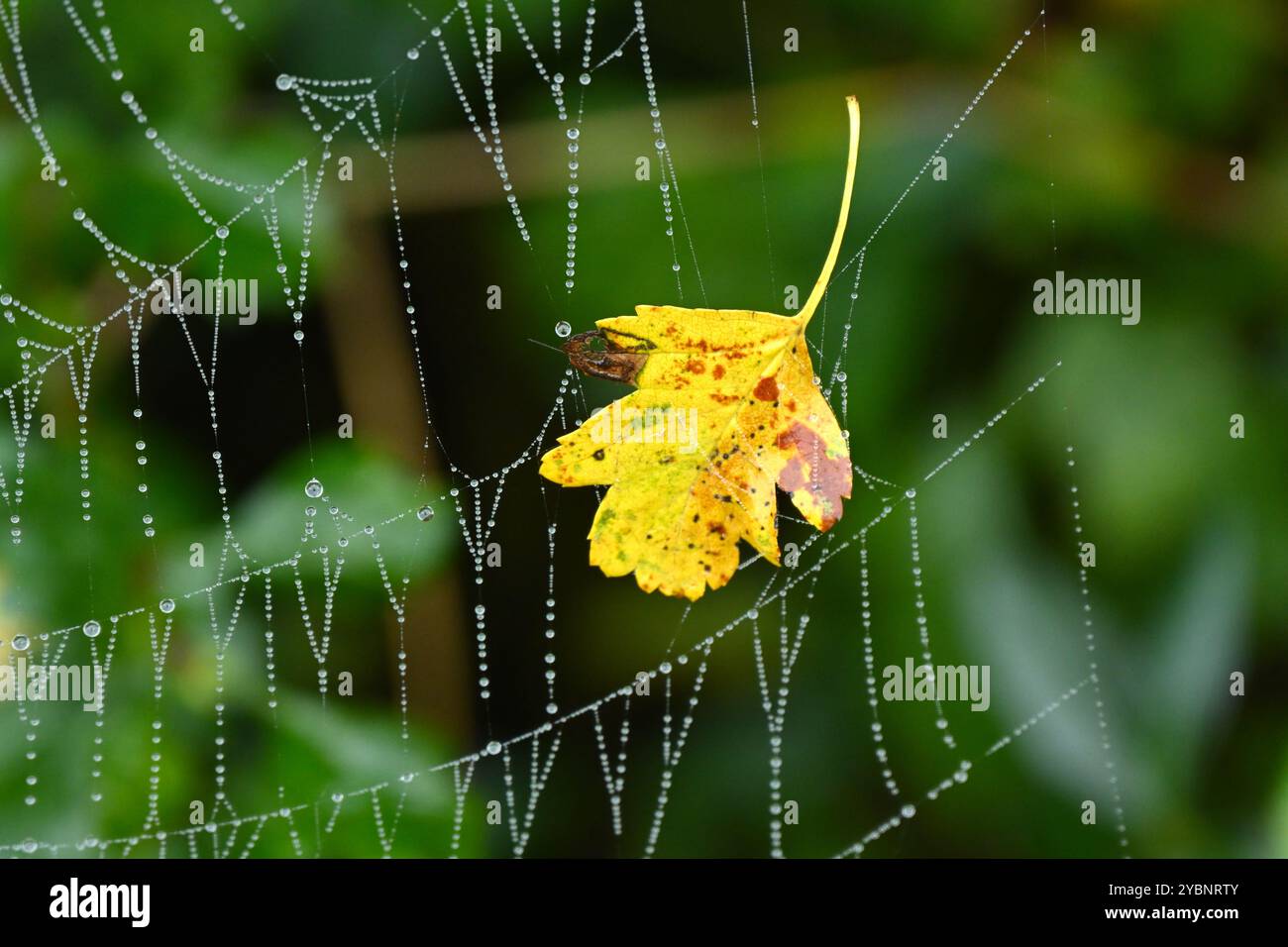 Birch leaf caught on spider's web or cobweb with dew England October ...