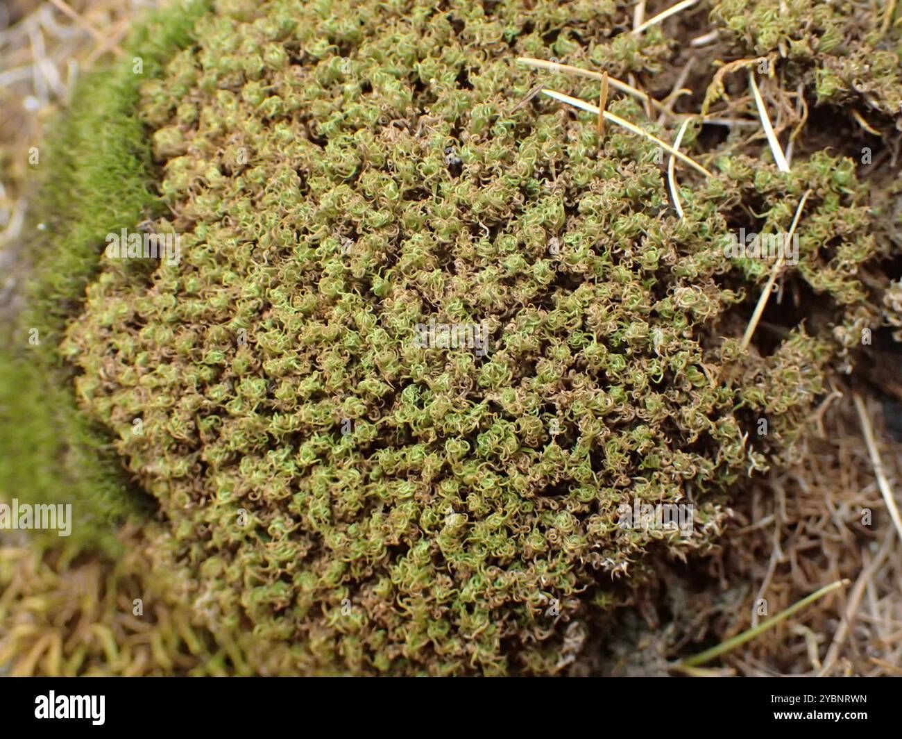 Tortella tortuosa hi-res stock photography and images - Alamy