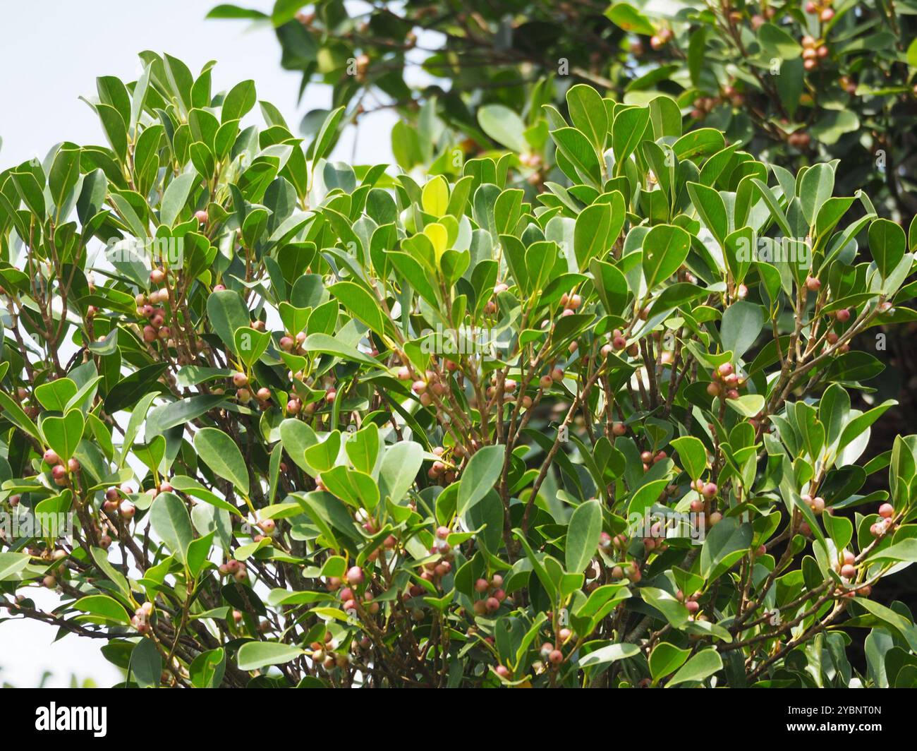Chinese banyan (Ficus microcarpa) Plantae Stock Photo - Alamy