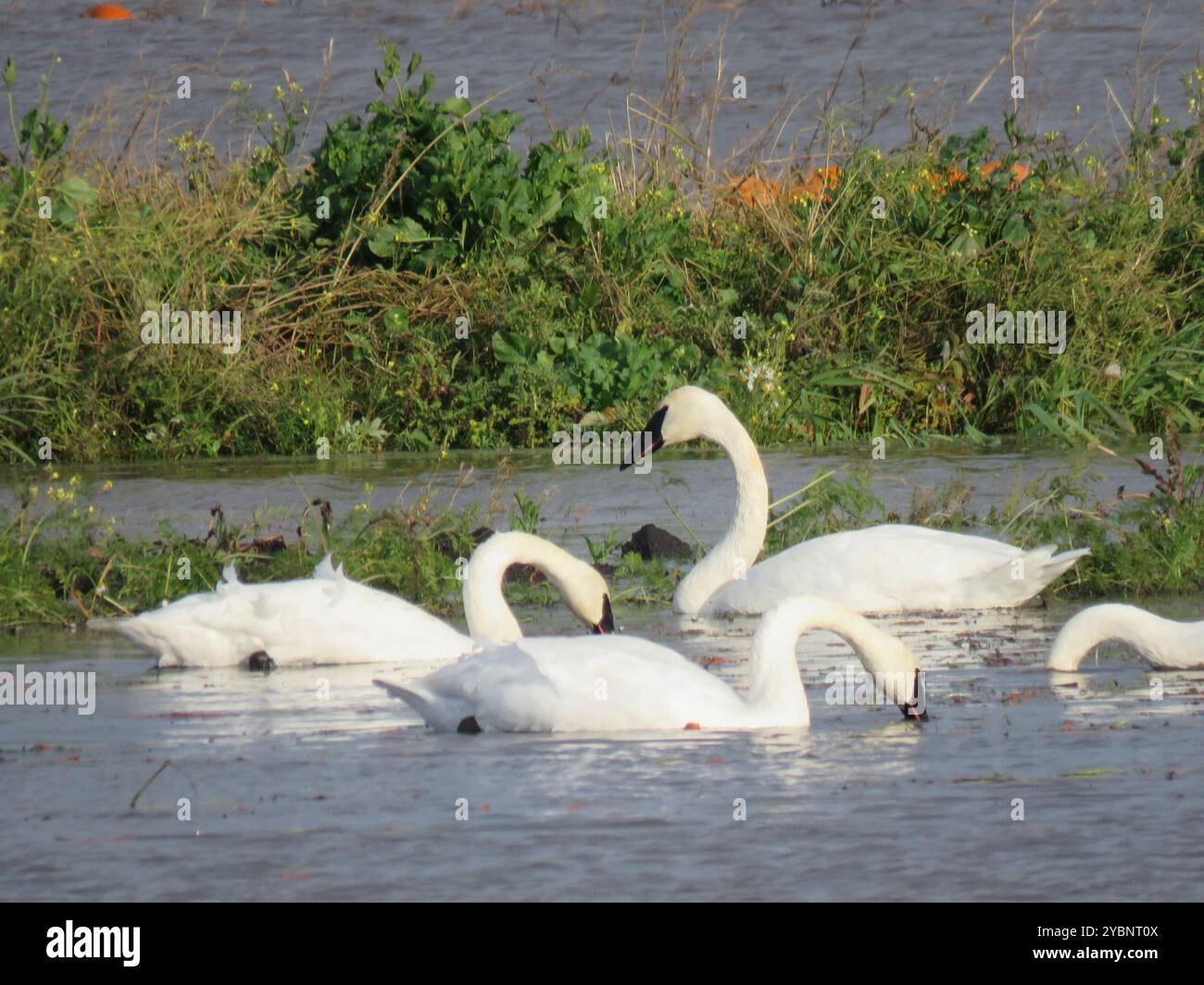 Trumpeter Swan (Cygnus buccinator) Aves Stock Photo - Alamy