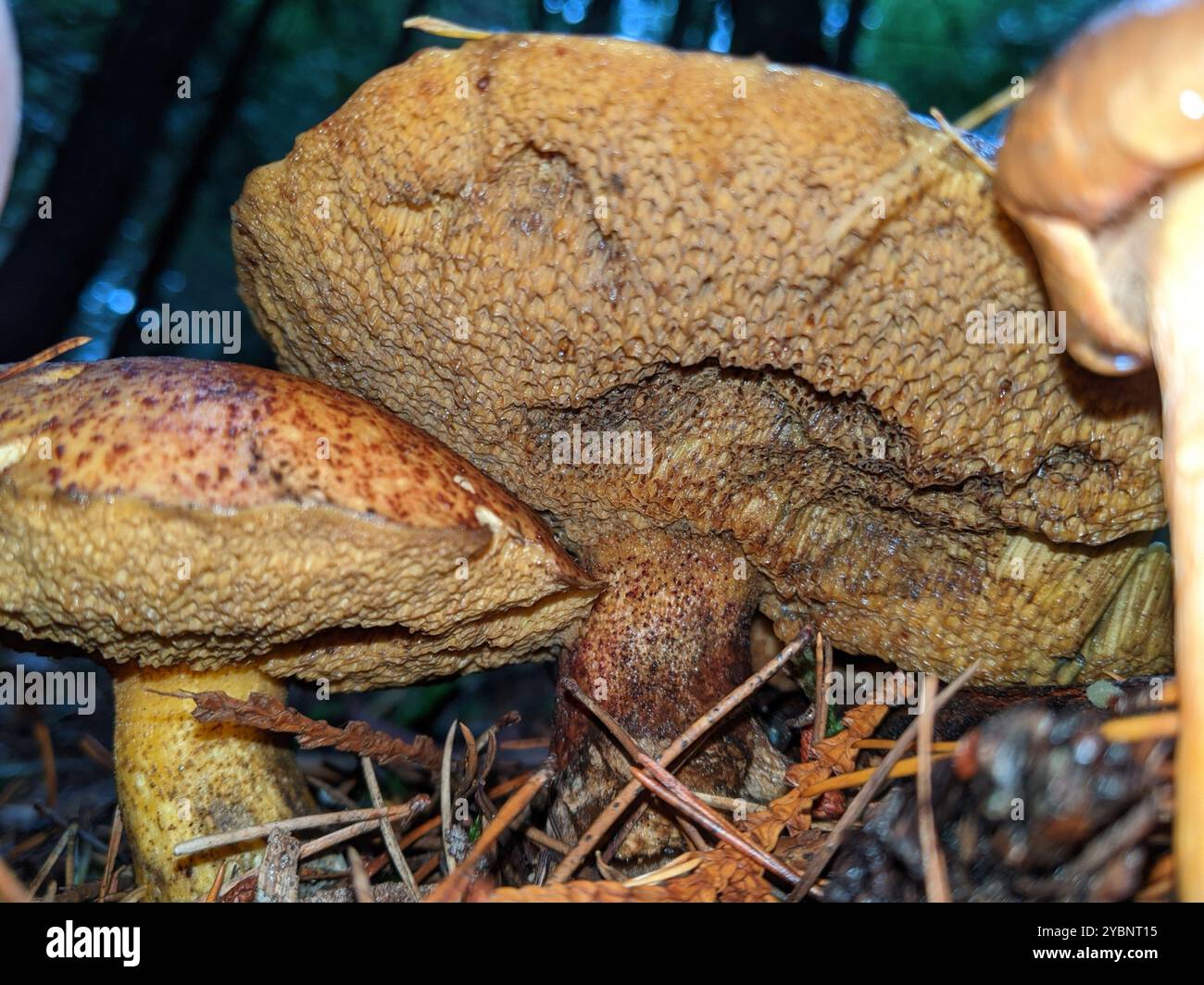 Blue-staining Slippery Jack (Suillus tomentosus) Fungi Stock Photo - Alamy