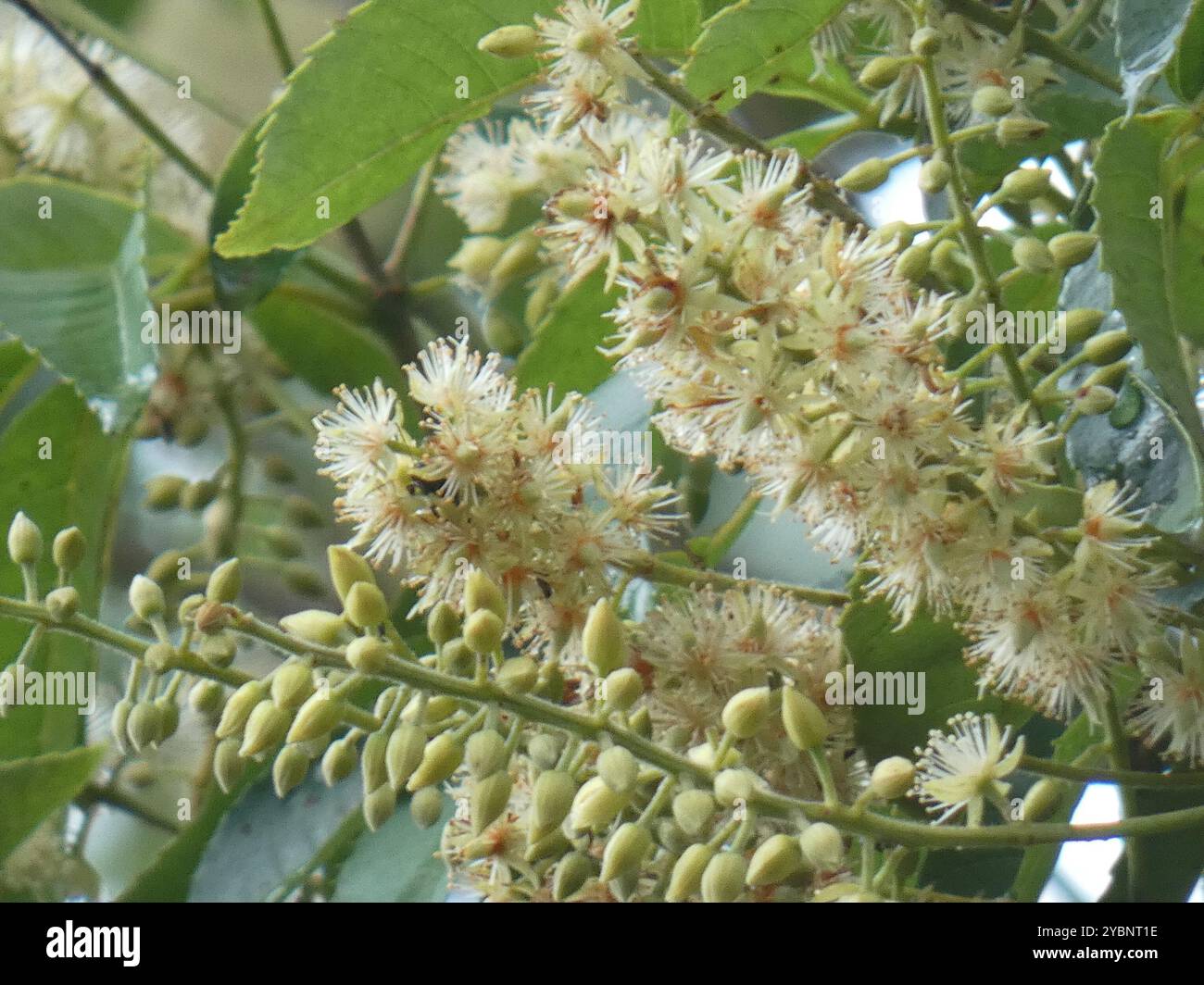vascular plants (Tracheophyta) Plantae Stock Photo - Alamy