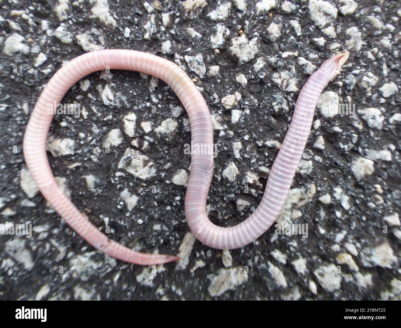 Eastern Worm Snake (Carphophis amoenus) Reptilia Stock Photo - Alamy