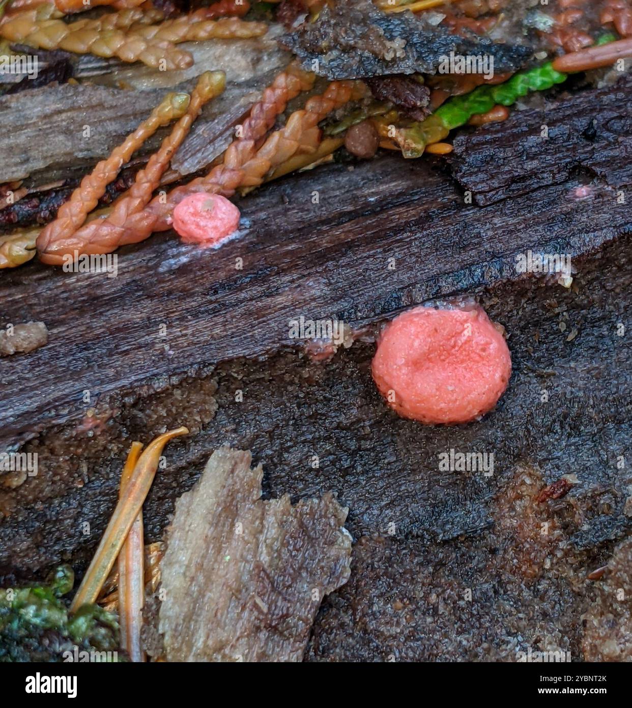 Wolf's Milk (Lycogala epidendrum) Protozoa Stock Photo - Alamy