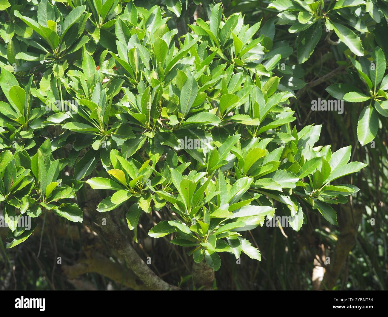 Bronze Loquat (Eriobotrya deflexa) Plantae Stock Photo - Alamy