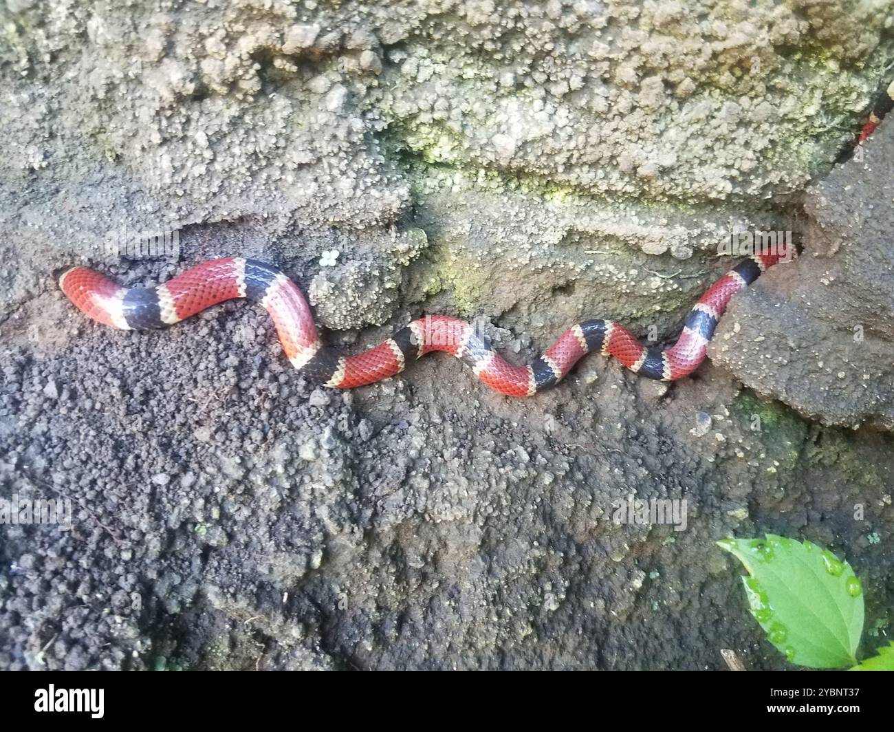 Central American Coralsnake (Micrurus nigrocinctus) Reptilia Stock ...