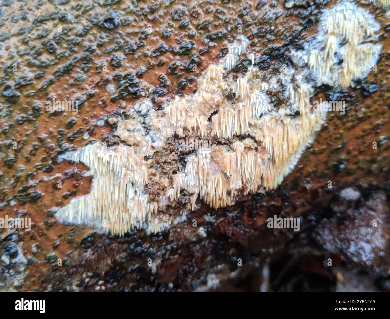 Asian Beauty (Radulomyces copelandii) Fungi Stock Photo - Alamy