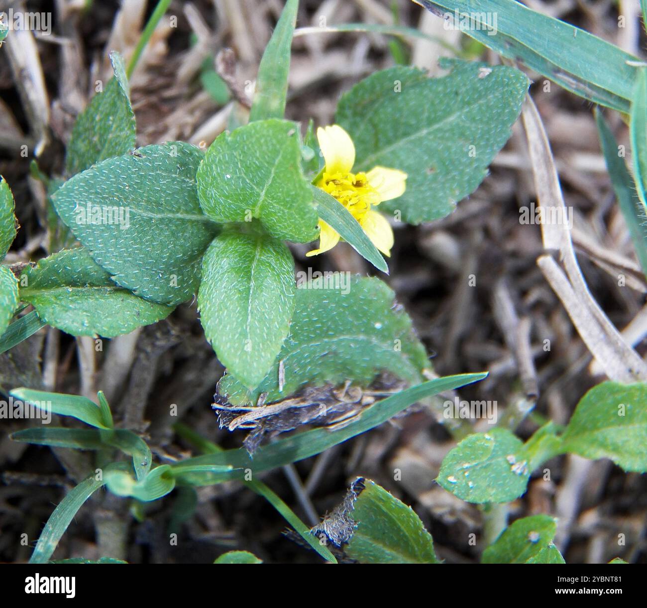 straggler daisy (Calyptocarpus vialis) Plantae Stock Photo - Alamy
