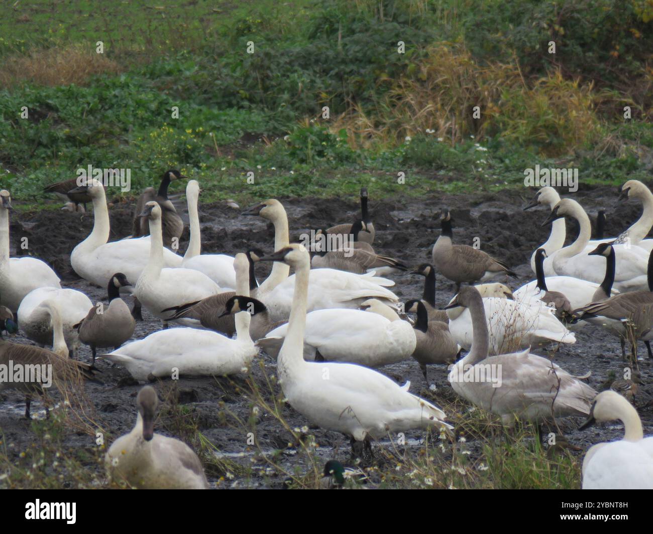Trumpeter Swan (Cygnus buccinator) Aves Stock Photo - Alamy