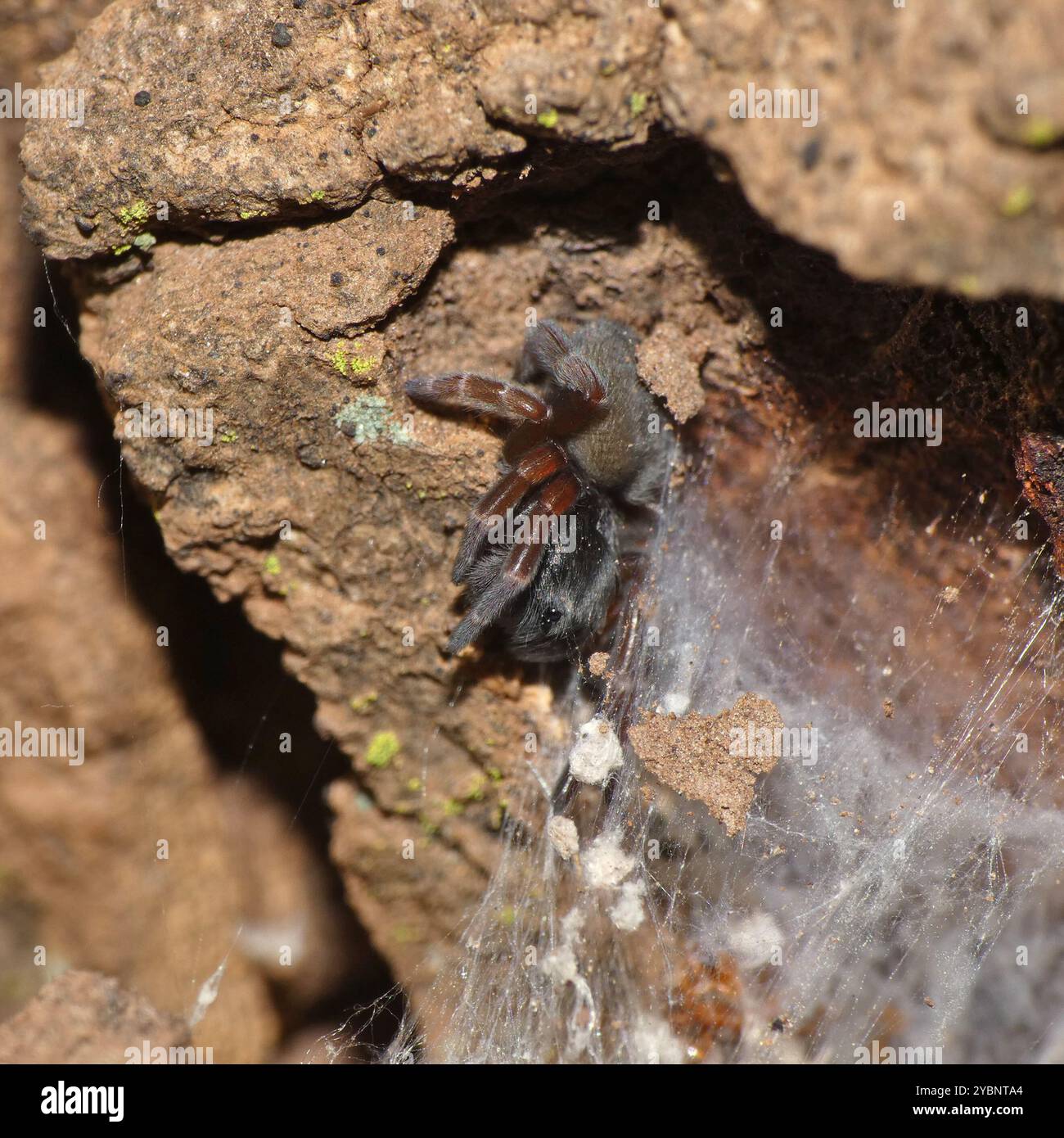 Tree Velvet Spiders (Gandanameno) Arachnida Stock Photo - Alamy