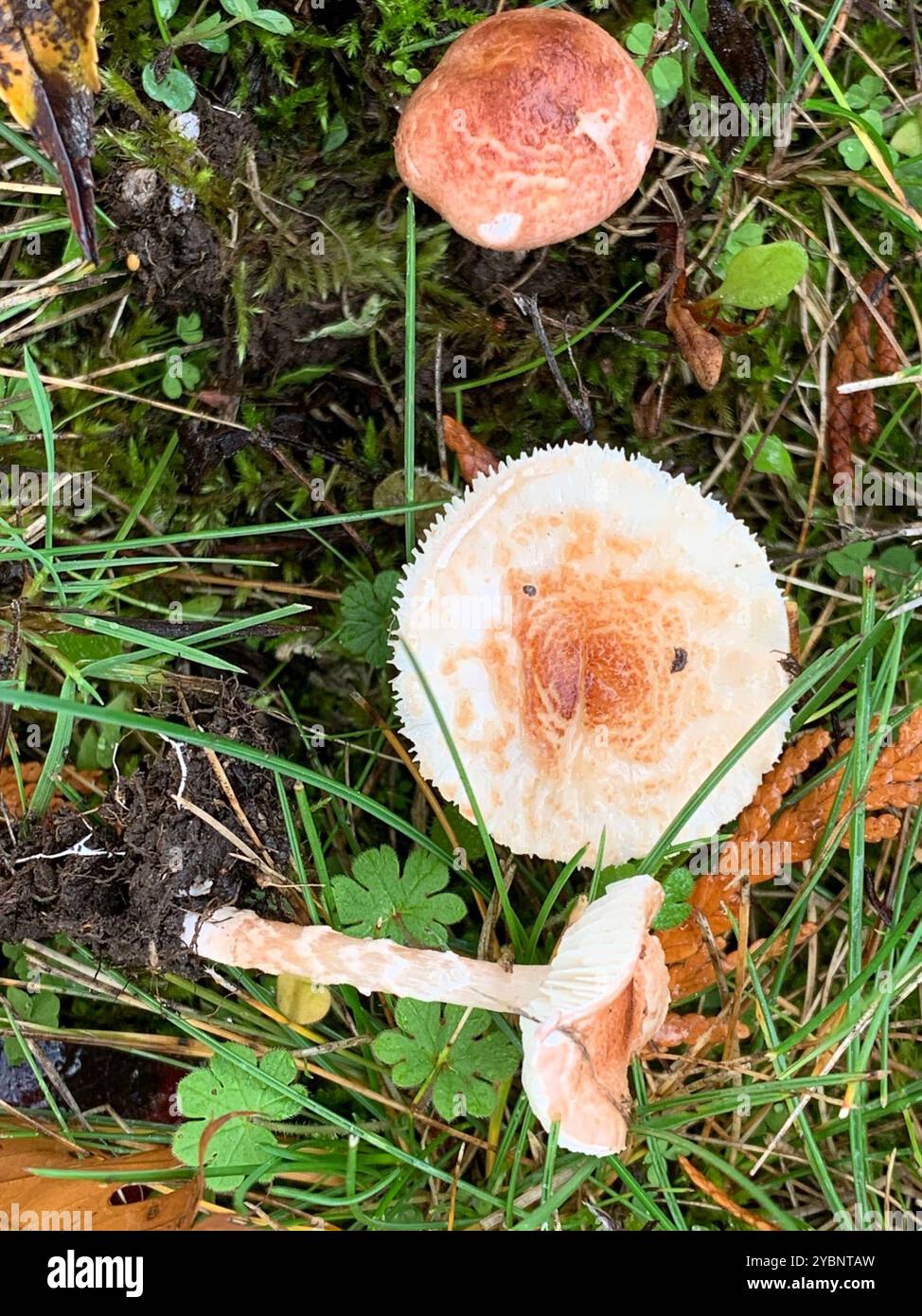 fatal dapperling (Lepiota subincarnata) Fungi Stock Photo - Alamy
