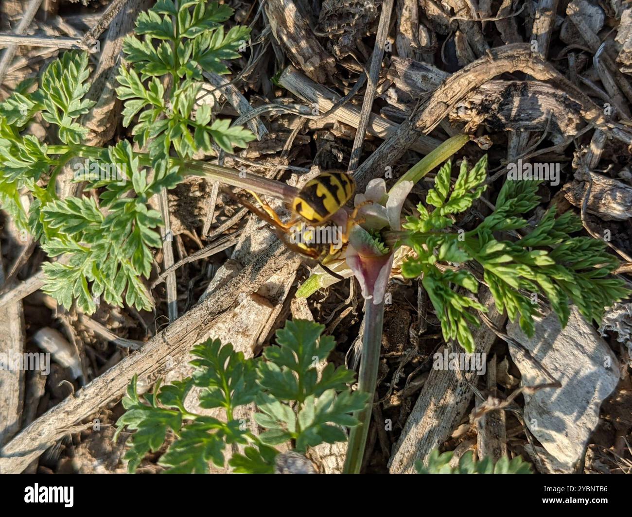 Western Yellowjacket (Vespula pensylvanica) Insecta Stock Photo - Alamy