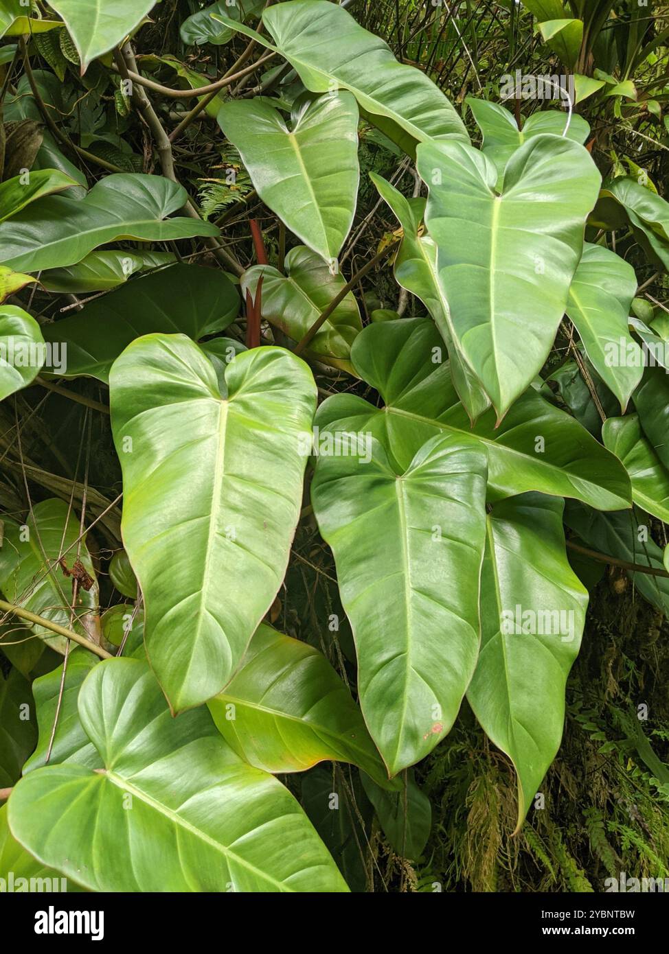 Blushing Philodendron (Philodendron erubescens) Plantae Stock Photo - Alamy