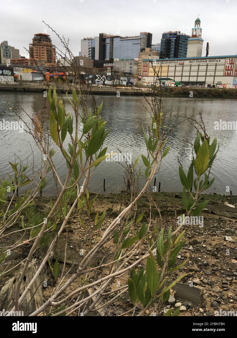 marsh elder (Iva frutescens) Plantae Stock Photo - Alamy