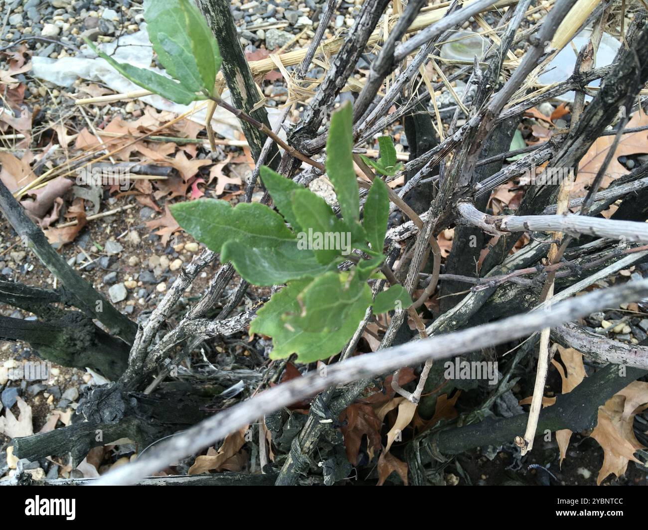 marsh elder (Iva frutescens) Plantae Stock Photo - Alamy