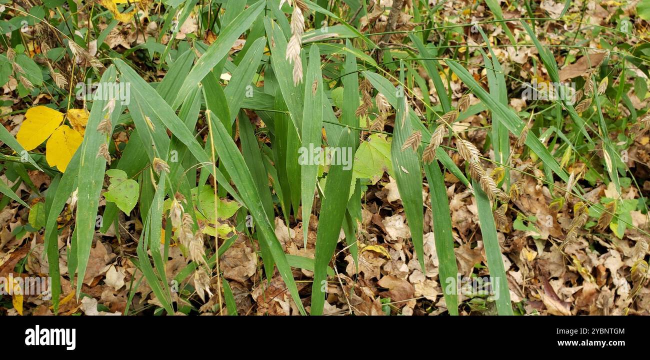 inland wood oats (Chasmanthium latifolium) Plantae Stock Photo - Alamy