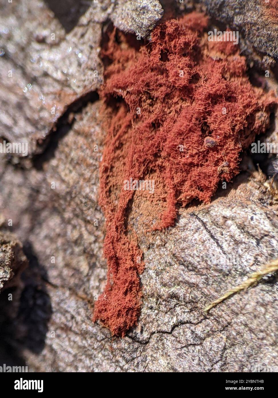 Wasp's Nest Slime Mold (Metatrichia vesparia) Protozoa Stock Photo - Alamy