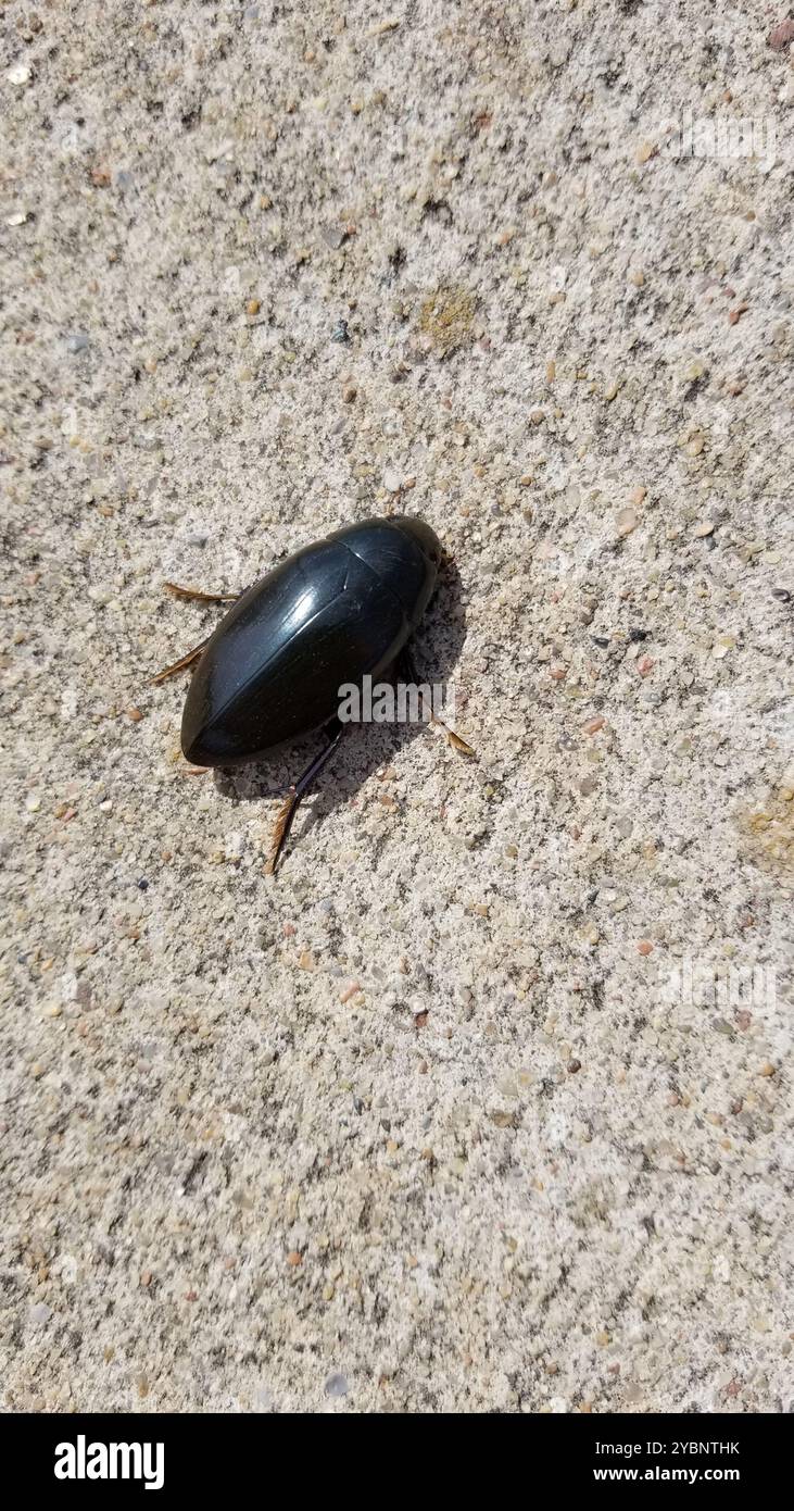 Giant Water Scavenger Beetle (Hydrophilus triangularis) Insecta Stock ...