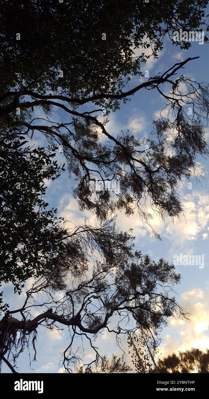 Redshanks (Adenostoma sparsifolium) Plantae Stock Photo - Alamy