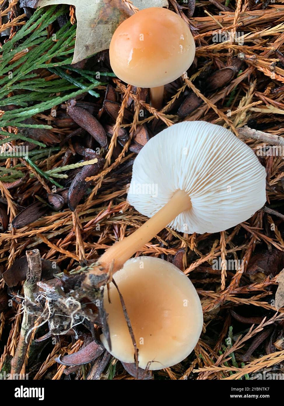 Oak-loving Gymnopus (Gymnopus dryophilus) Fungi Stock Photo - Alamy