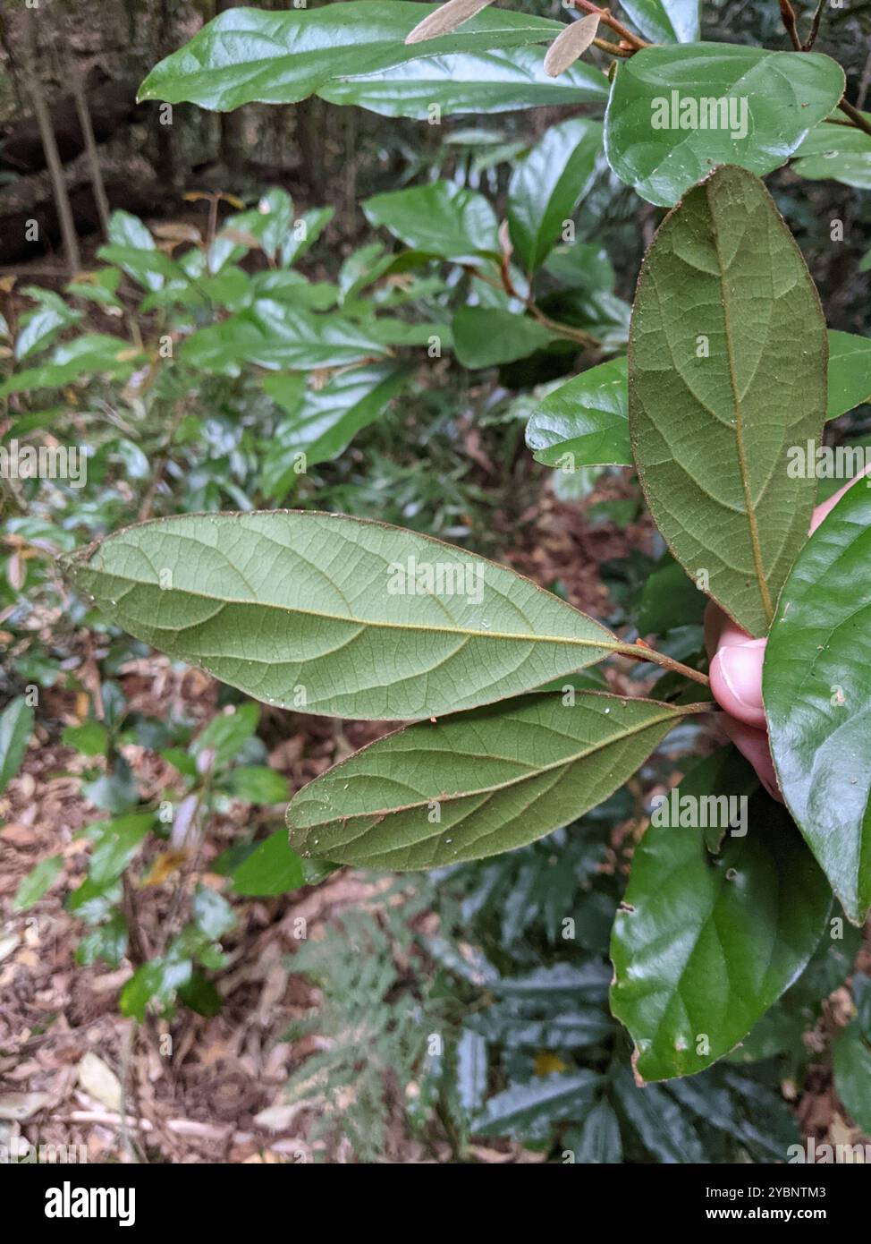 Endiandra hi-res stock photography and images - Alamy