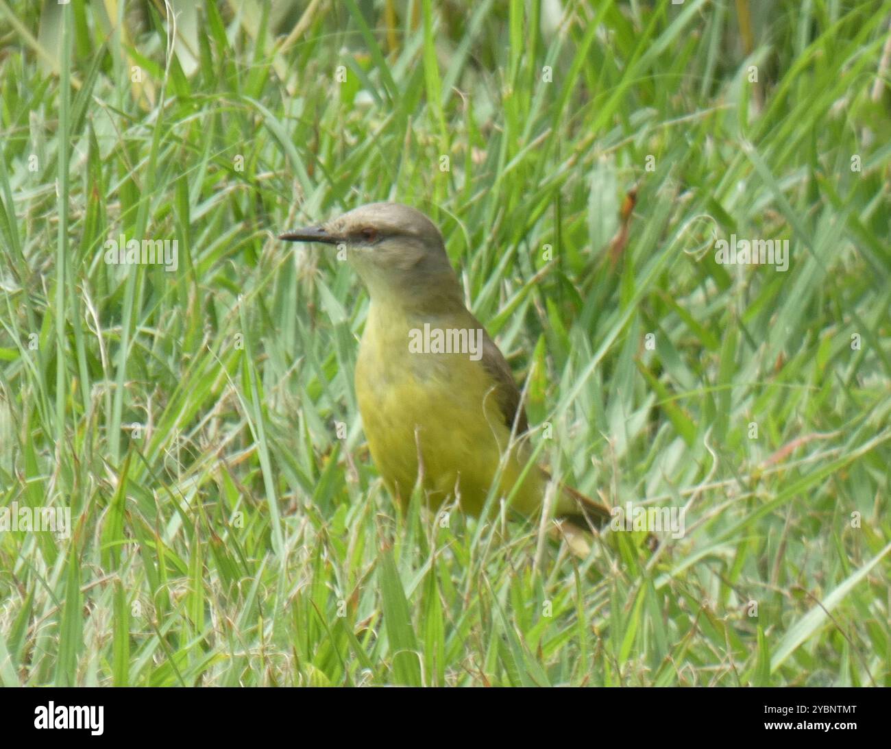Cattle Tyrant (Machetornis rixosa) Aves Stock Photo - Alamy