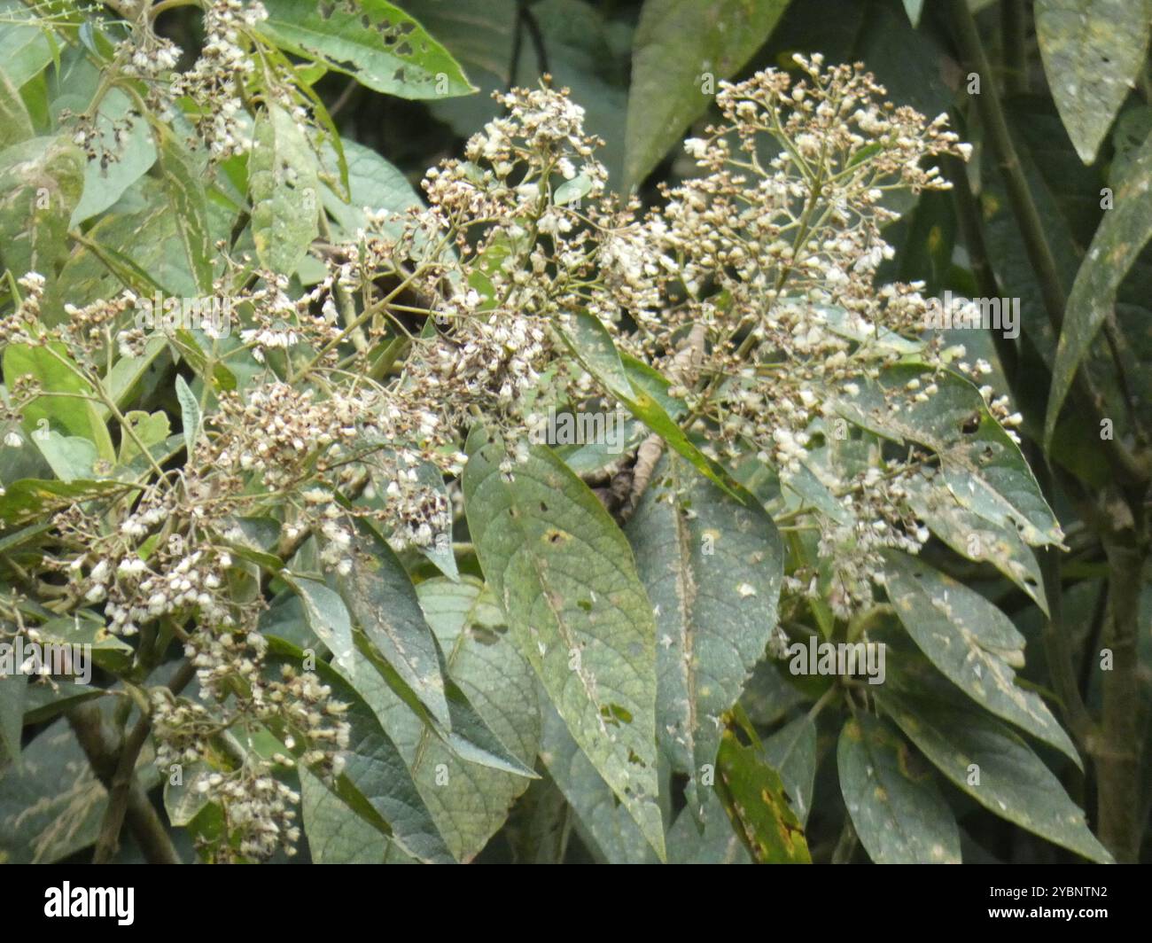 vascular plants (Tracheophyta) Plantae Stock Photo - Alamy