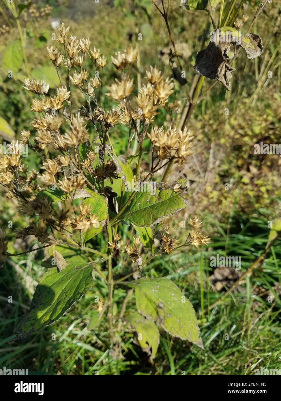 Yellow Crownbeard (Verbesina occidentalis) Plantae Stock Photo - Alamy