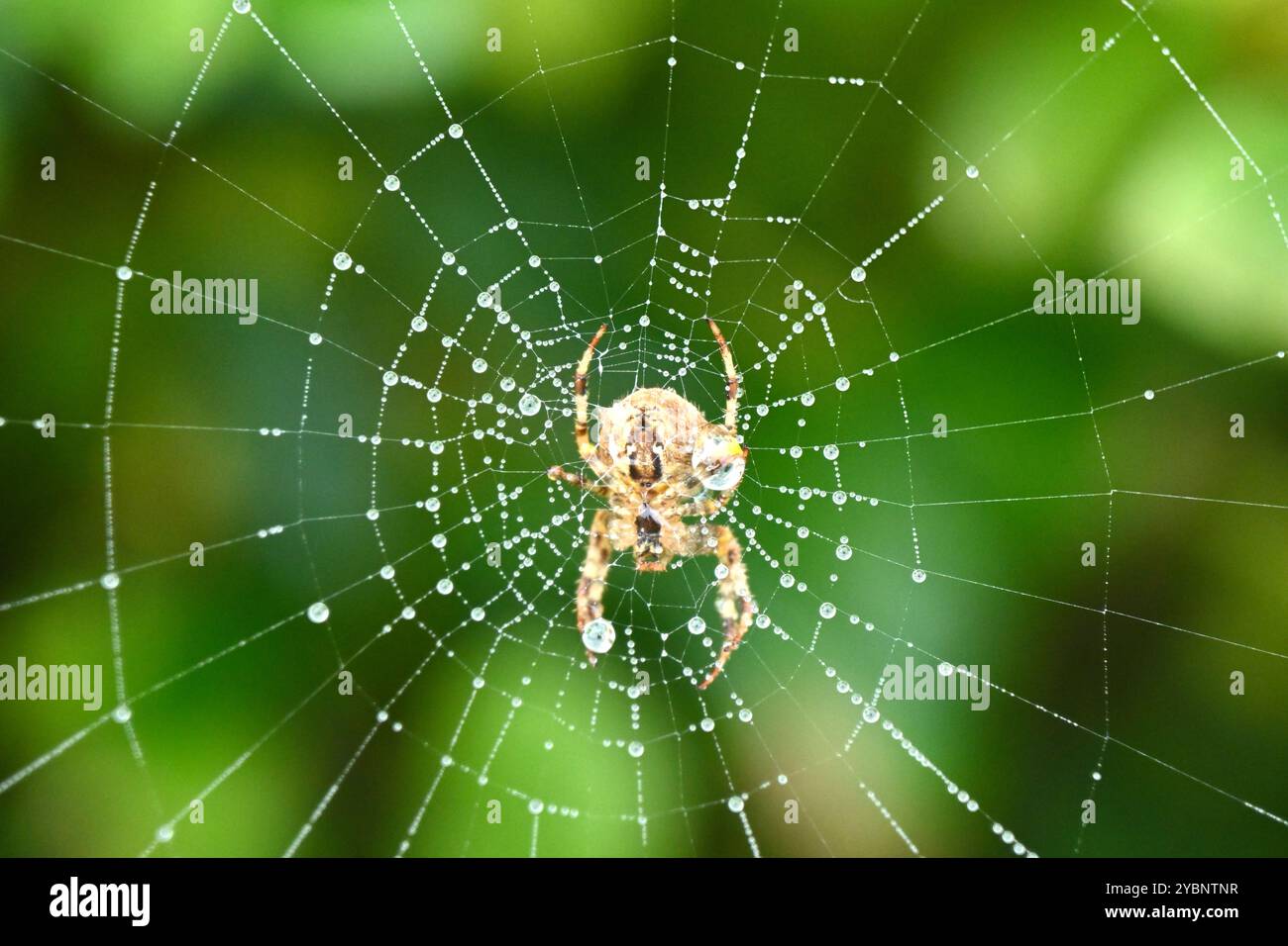 Spider on cobweb with dew England October Stock Photo - Alamy