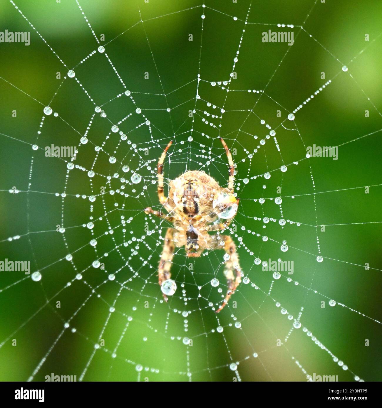 Common garden spider england hi-res stock photography and images - Alamy