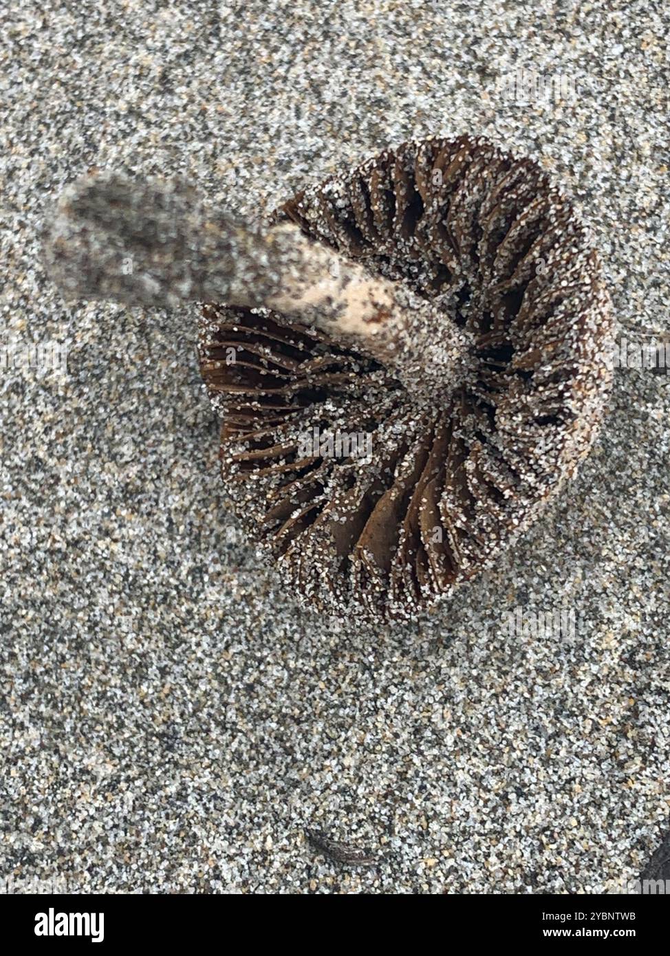 Beach Brittlestem (Psathyrella ammophila) Fungi Stock Photo - Alamy