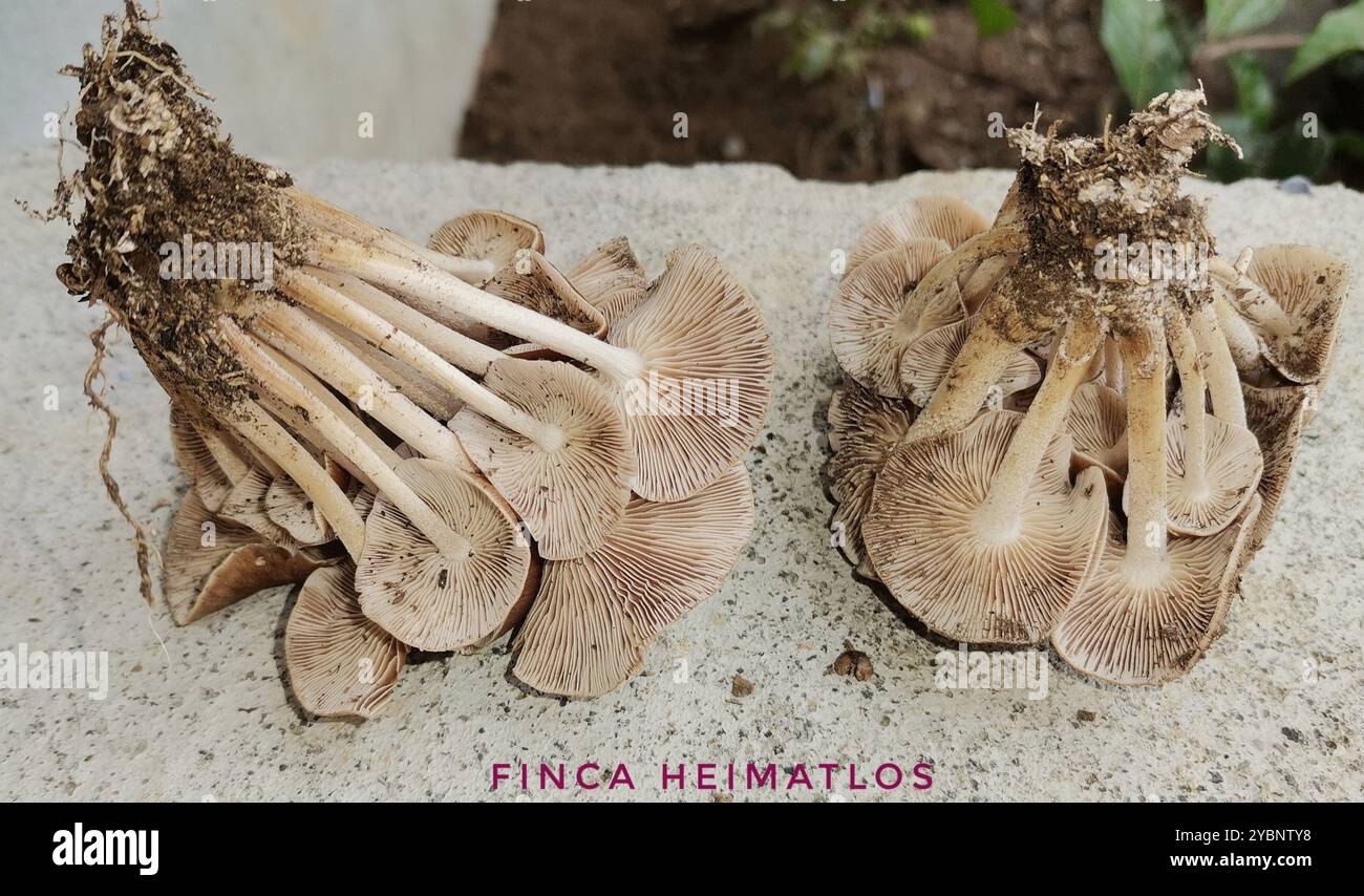 (Collybiopsis gibbosa) Fungi Stock Photo - Alamy