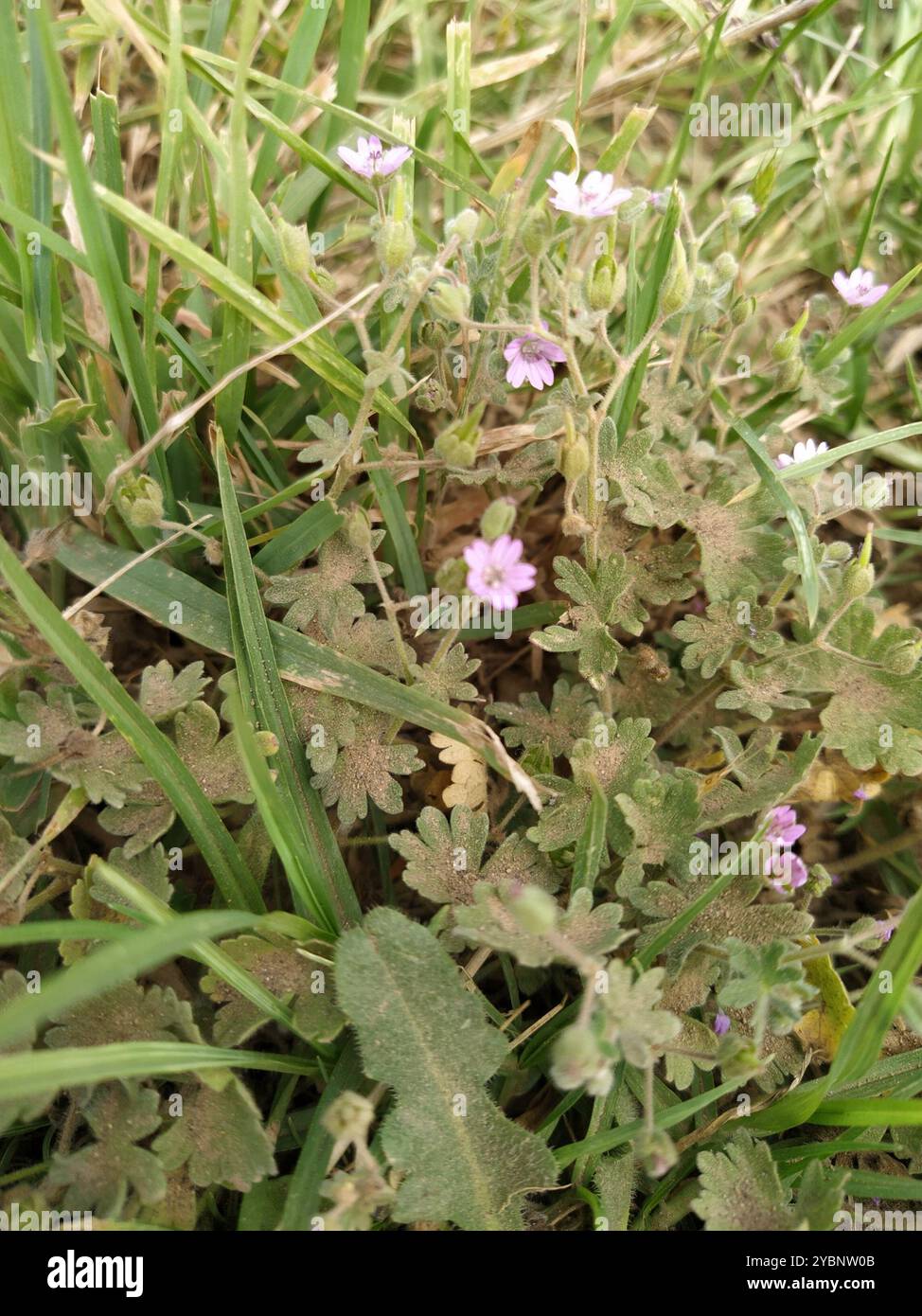 Dove's-foot crane's-bill (Geranium molle) Plantae Stock Photo - Alamy