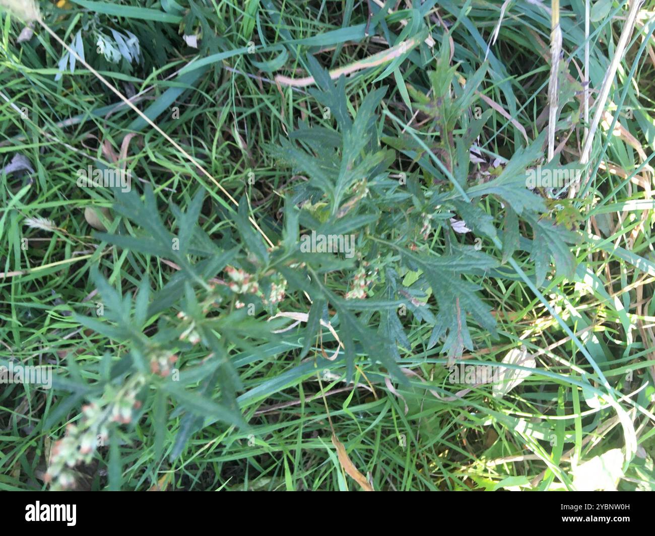 common mugwort (Artemisia vulgaris) Plantae Stock Photo - Alamy