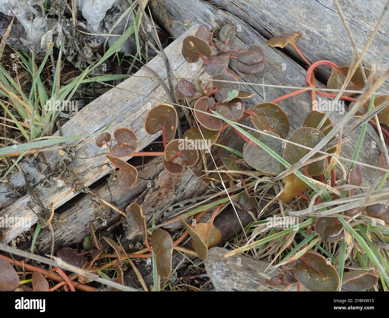 Yellow Sand Verbena (Abronia latifolia) Plantae Stock Photo - Alamy