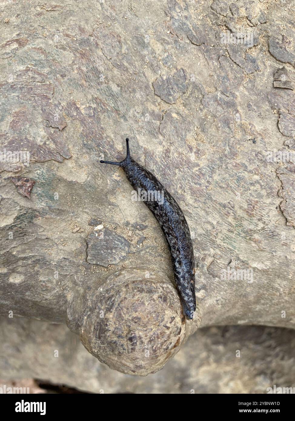 Mantleslugs (Philomycidae) Mollusca Stock Photo - Alamy