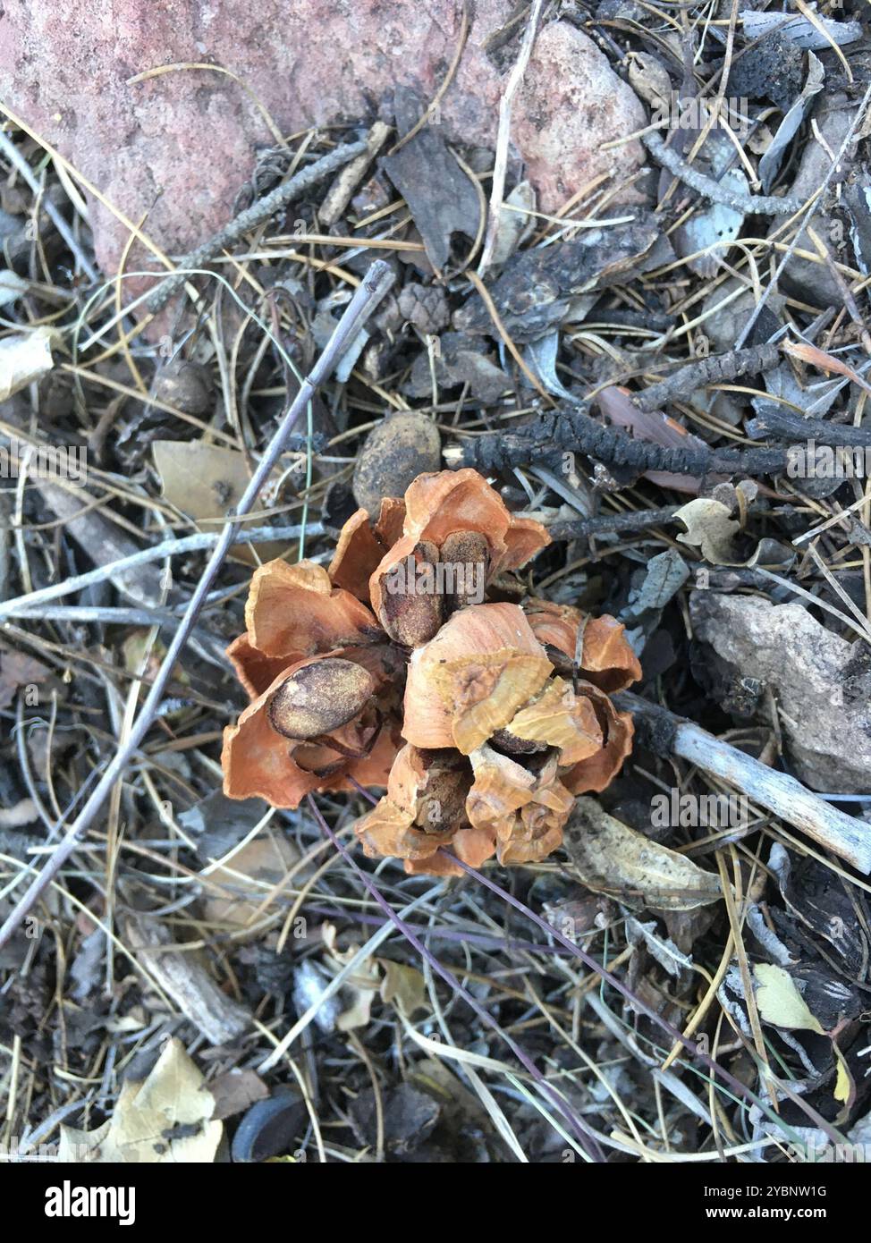 Mexican pinyon (Pinus cembroides) Plantae Stock Photo - Alamy