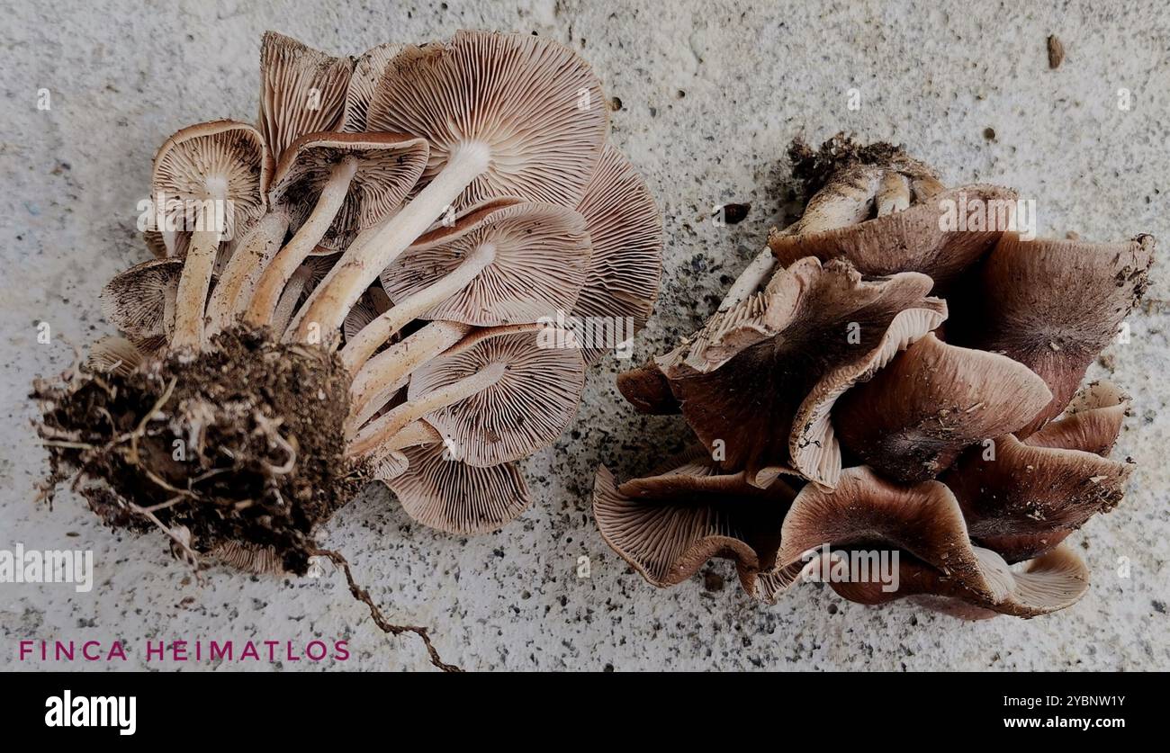 (Collybiopsis gibbosa) Fungi Stock Photo - Alamy
