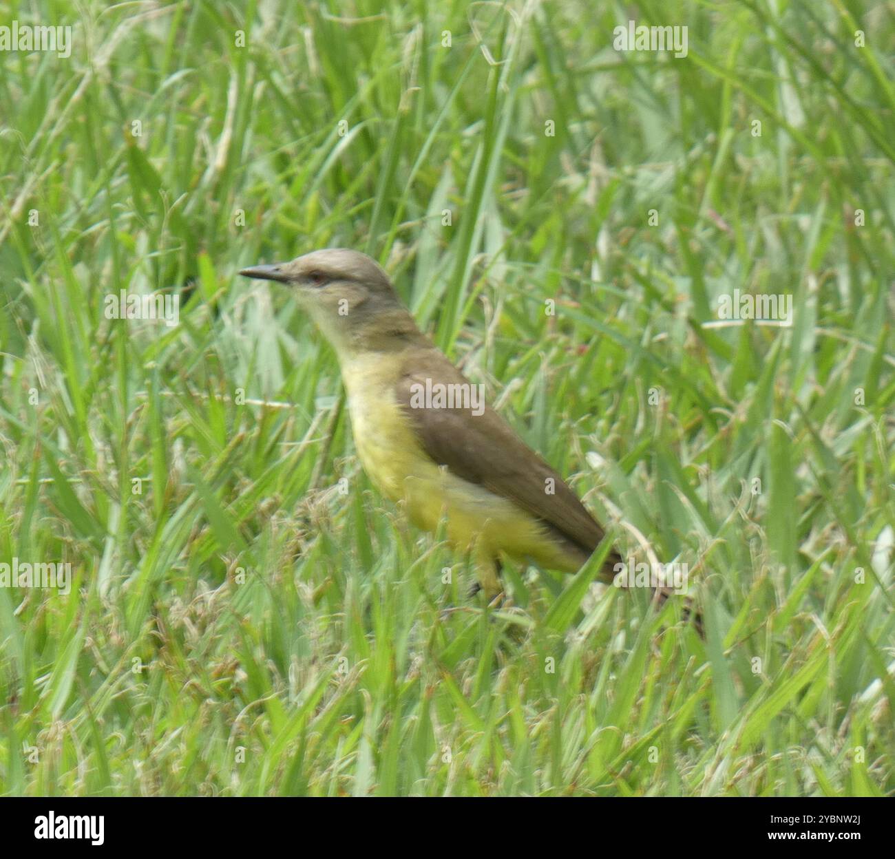 Cattle Tyrant (Machetornis rixosa) Aves Stock Photo - Alamy
