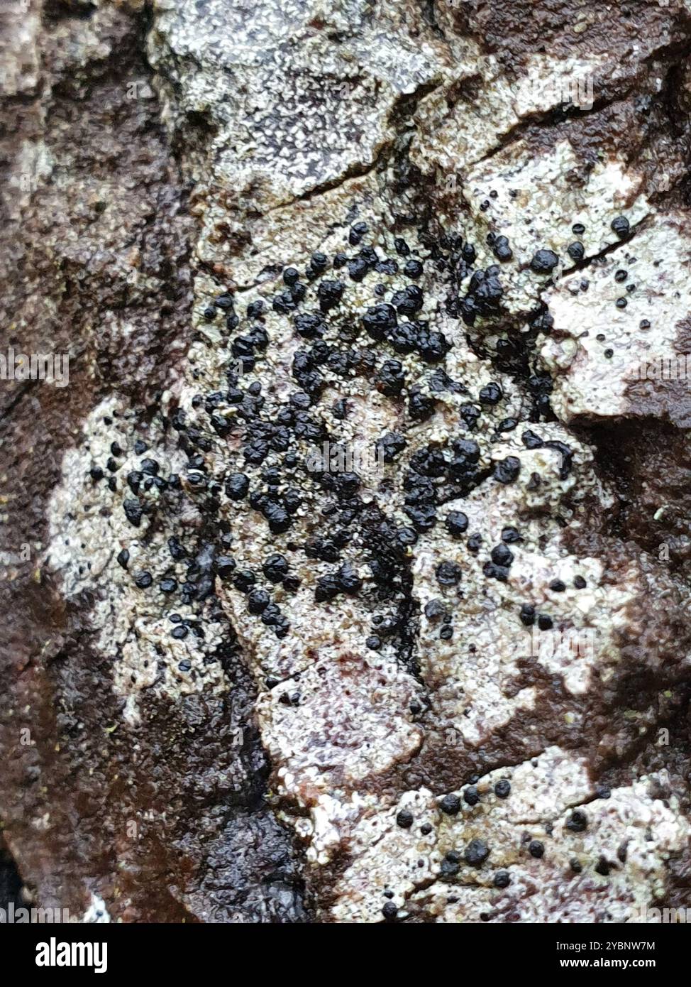 rim lichens, disc lichens, and allies (Lecanoraceae) Fungi Stock Photo ...