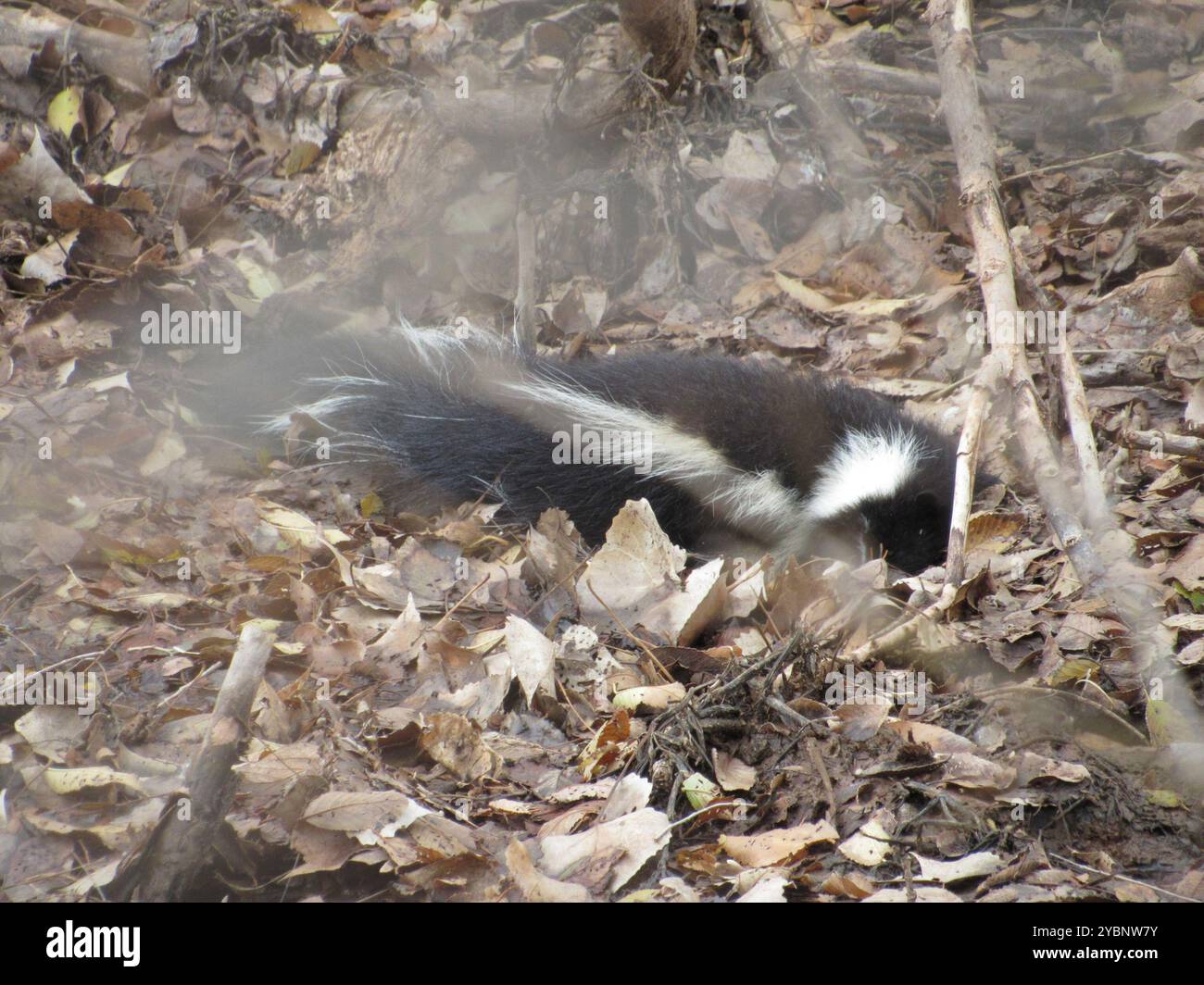 Striped Skunk (Mephitis mephitis) Mammalia Stock Photo - Alamy