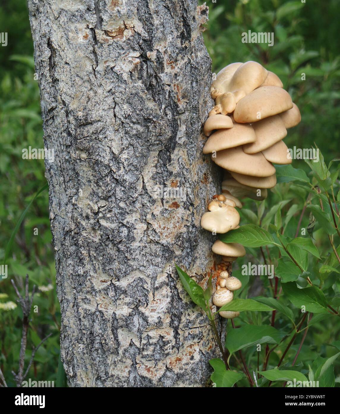 aspen oyster mushroom (Pleurotus populinus) Fungi Stock Photo - Alamy